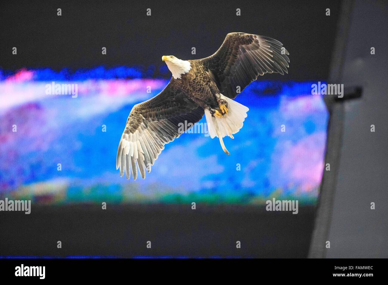 Eagle stadium stadium texas hi-res stock photography and images - Alamy