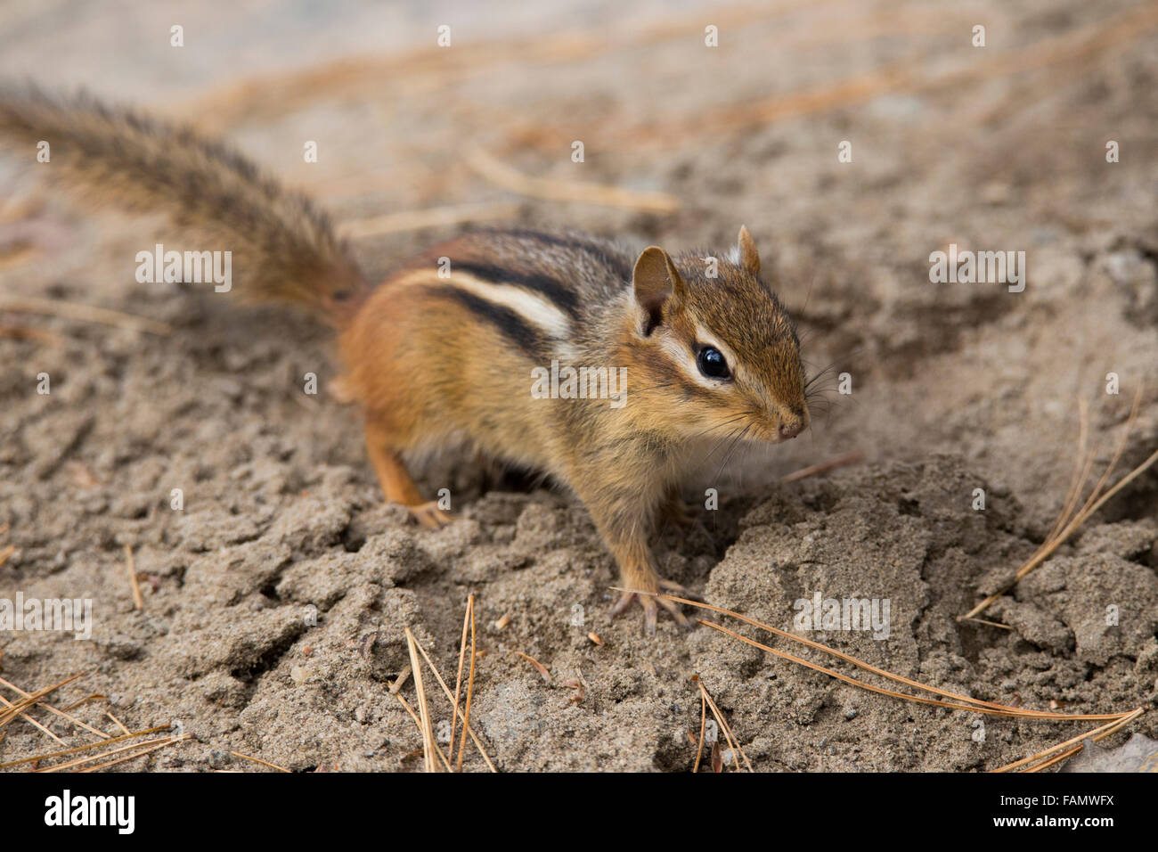 The Eastern Chipmunk (Tamias striatus) on the golden light Stock Photo ...
