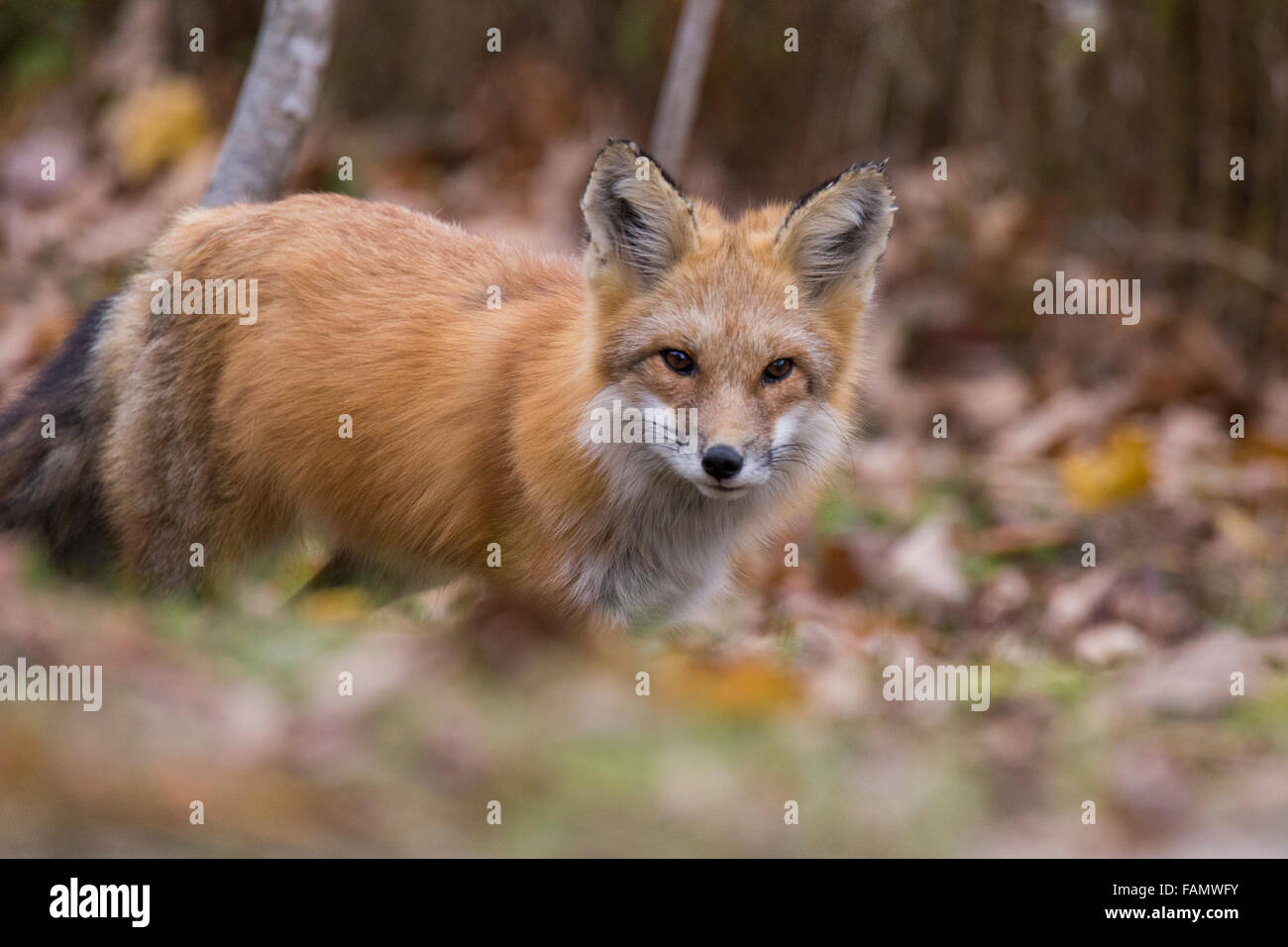 quebec, canada, north, cold, coldest Stock Photo - Alamy
