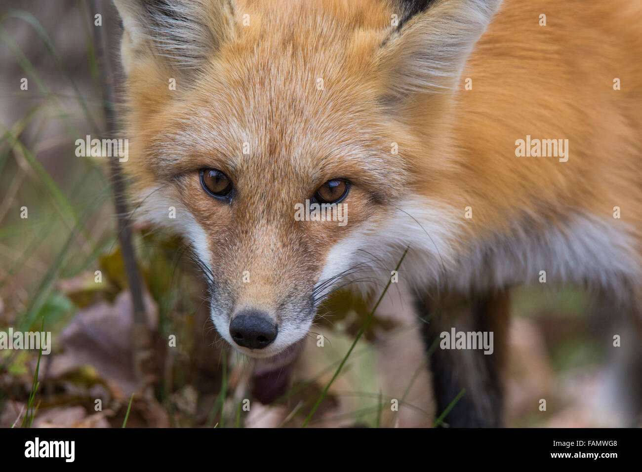 quebec, canada, north, cold, coldest Stock Photo - Alamy