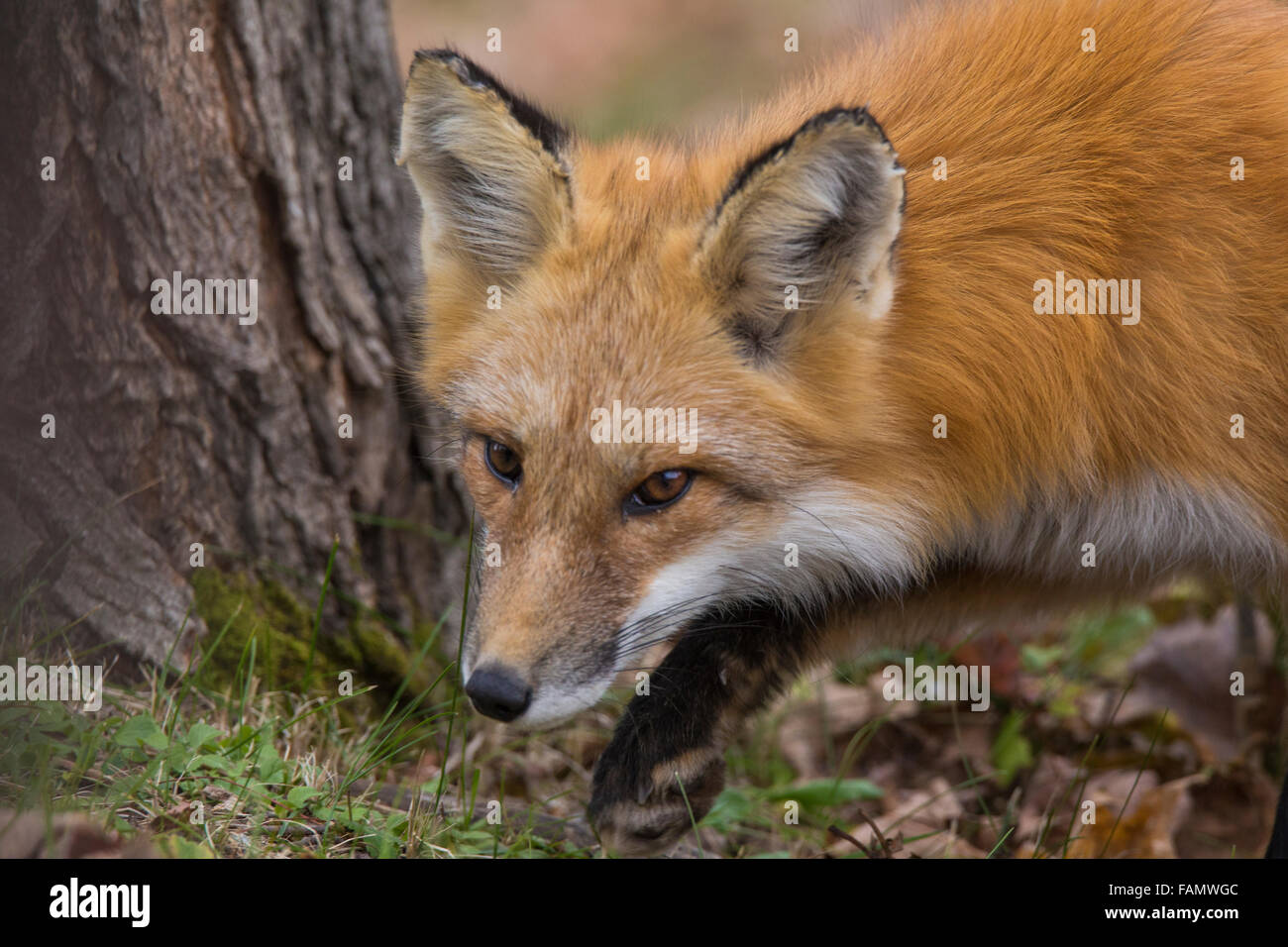 quebec, canada, north, cold, coldest Stock Photo - Alamy