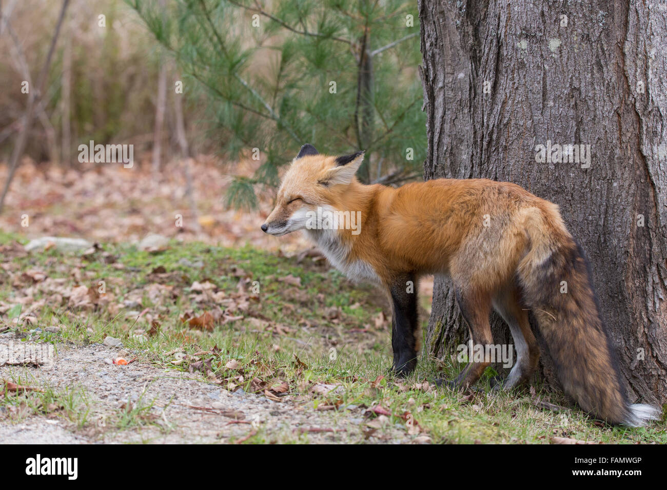 quebec, canada, north, cold, coldest Stock Photo - Alamy