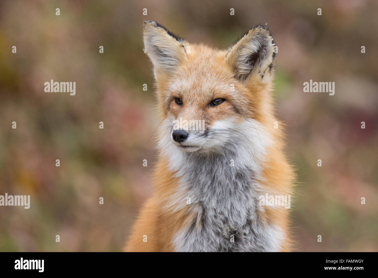 quebec, canada, north, cold, coldest Stock Photo - Alamy