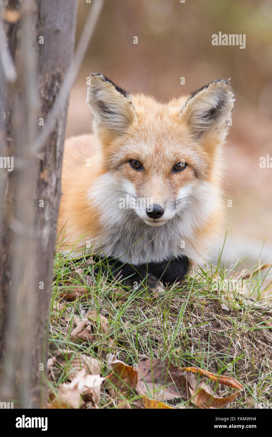 quebec, canada, north, cold, coldest Stock Photo - Alamy