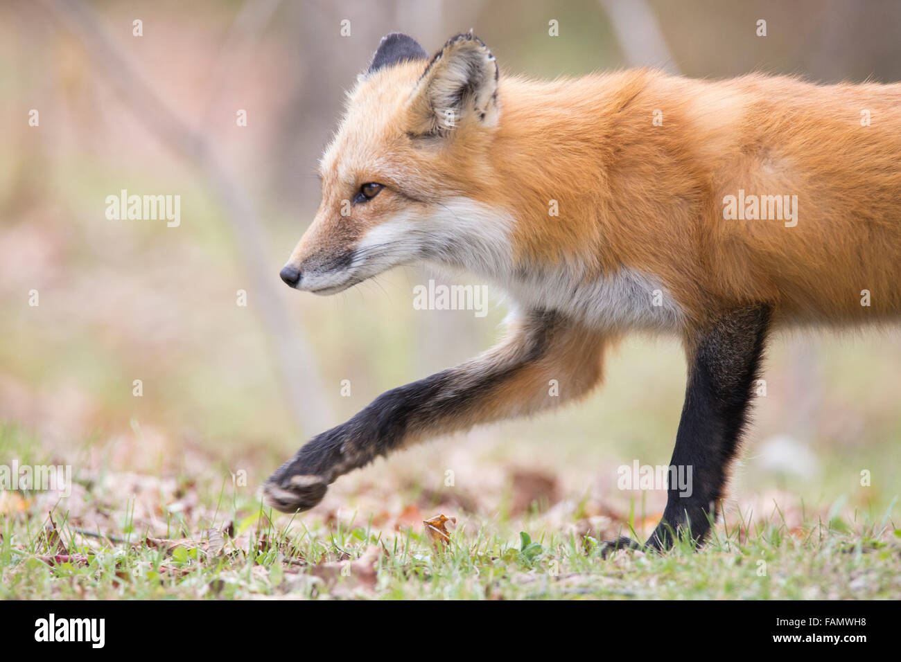 quebec, canada, north, cold, coldest Stock Photo - Alamy
