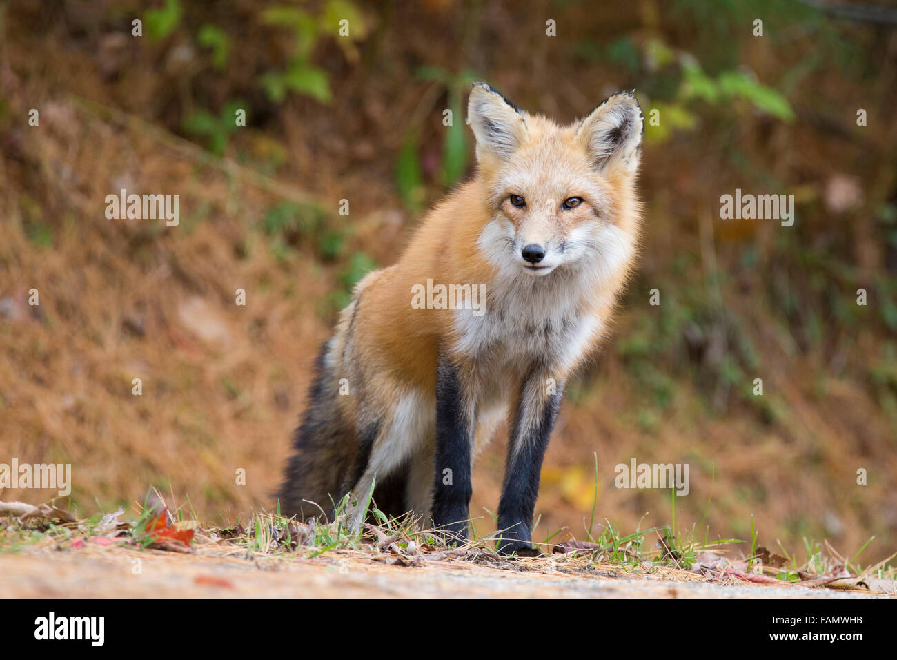 quebec, canada, north, cold, coldest Stock Photo - Alamy