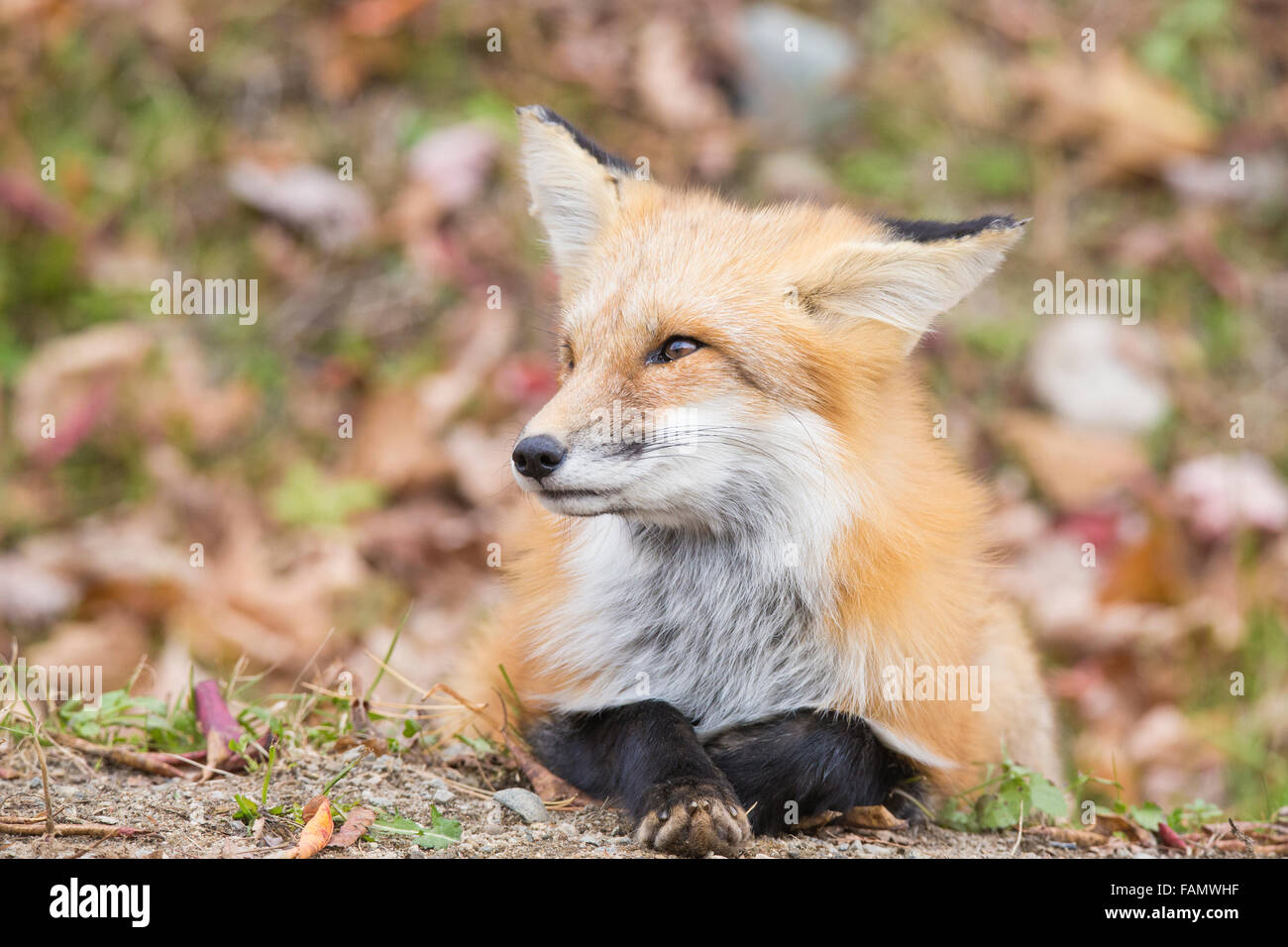 quebec, canada, north, cold, coldest Stock Photo - Alamy
