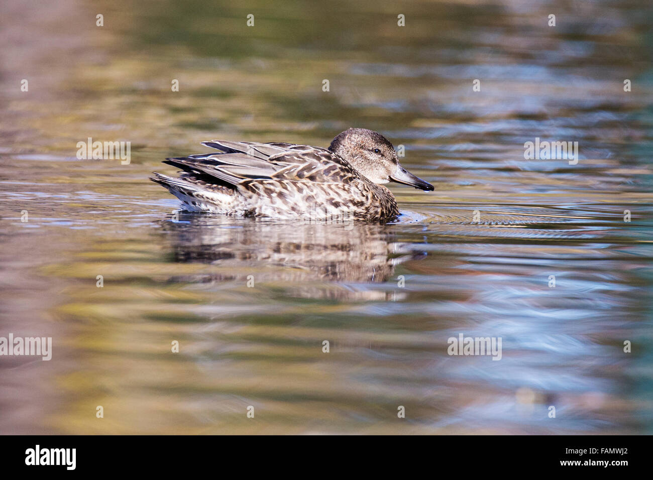 The blue-winged teal (Anas discors) in autumn Stock Photo - Alamy