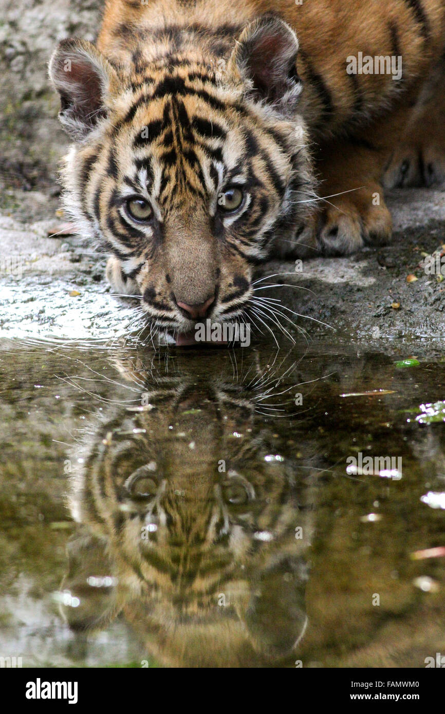 Baby Tigers Playing In Water