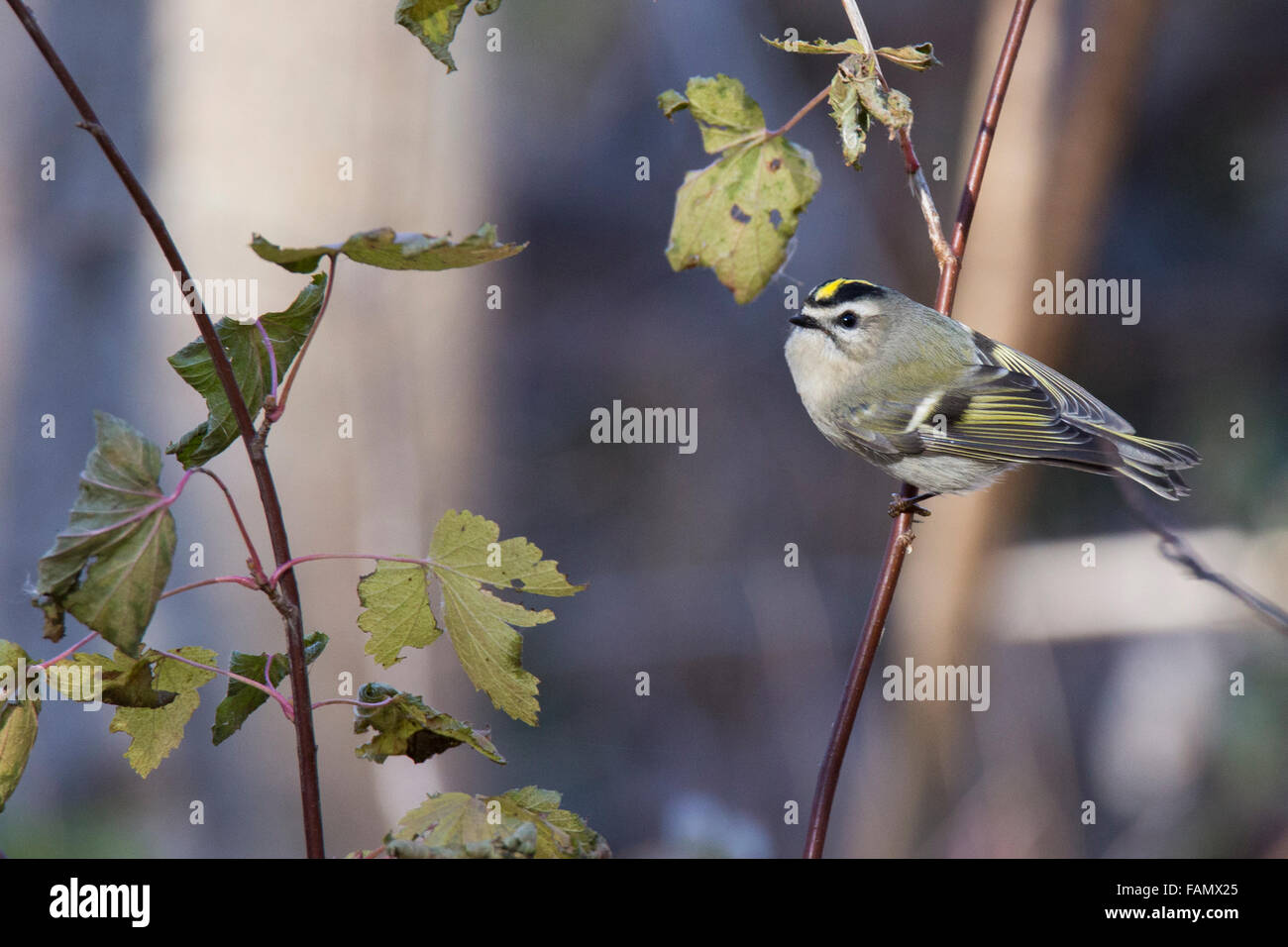 Golden-crowned Kinglet (Regulus satrapa) in spring Stock Photo - Alamy