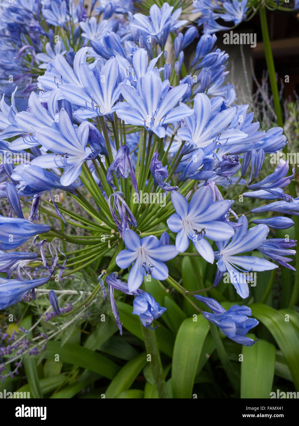Blue allium flower hi-res stock photography and images - Alamy