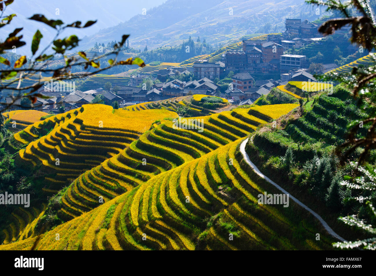 Longji Rice Terraces,Dazhai Villages, Surrounding Area,Rice Crops ...