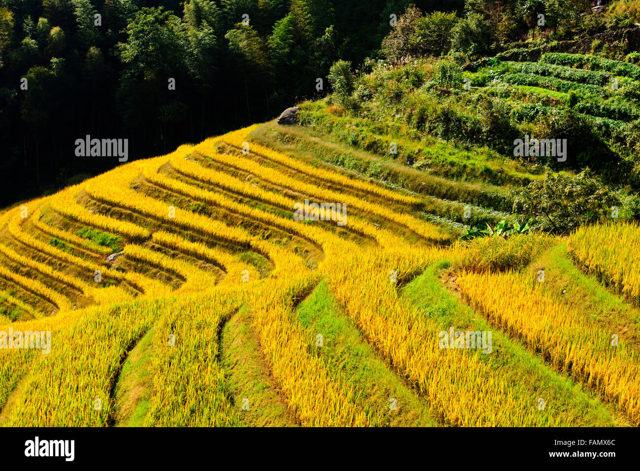 Longji Rice Terraces,Dazhai Villages, Surrounding Area,Rice Crops ...