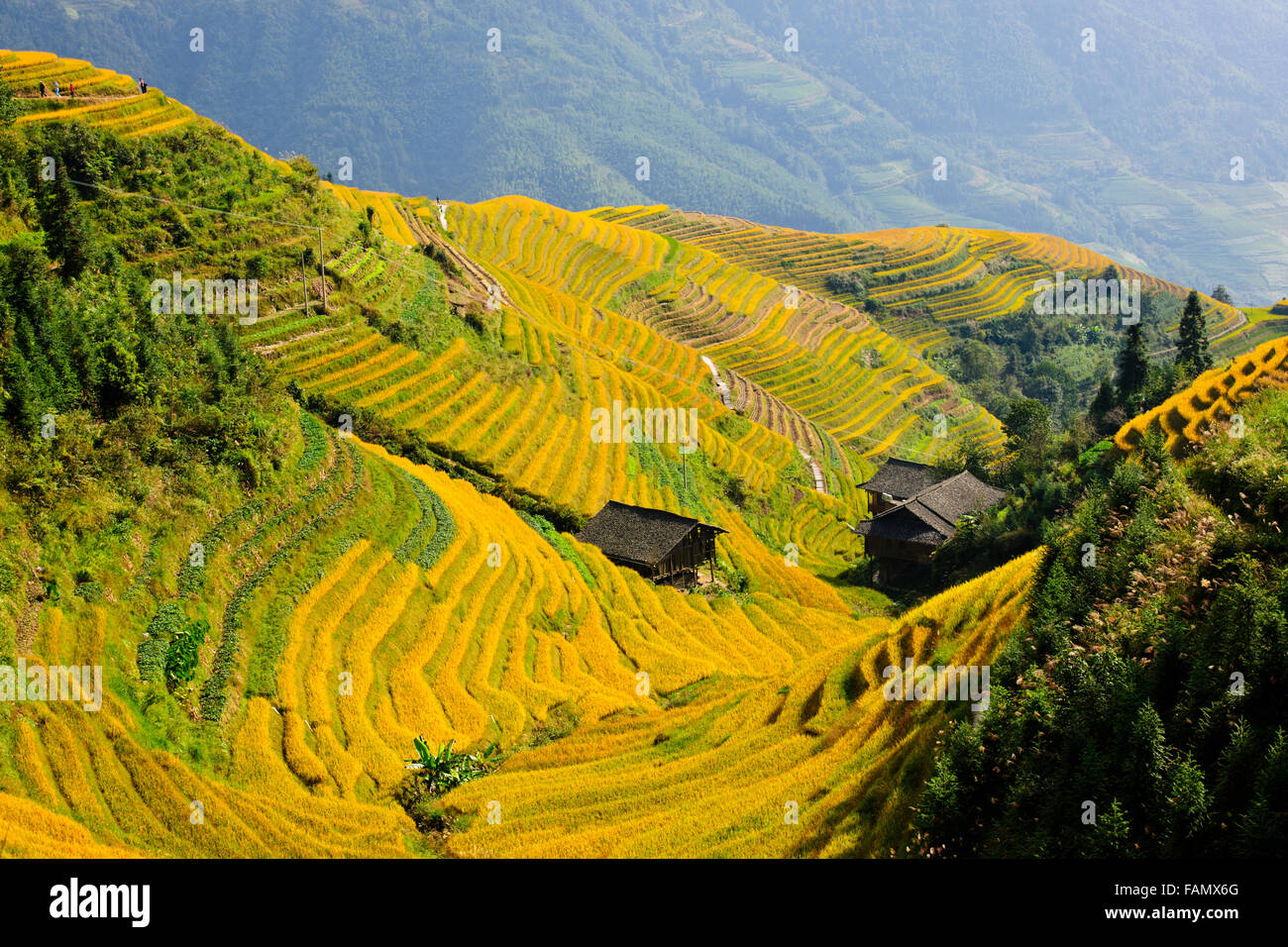 Longji Rice Terraces,Dazhai Villages, Surrounding Area,Rice Crops ...