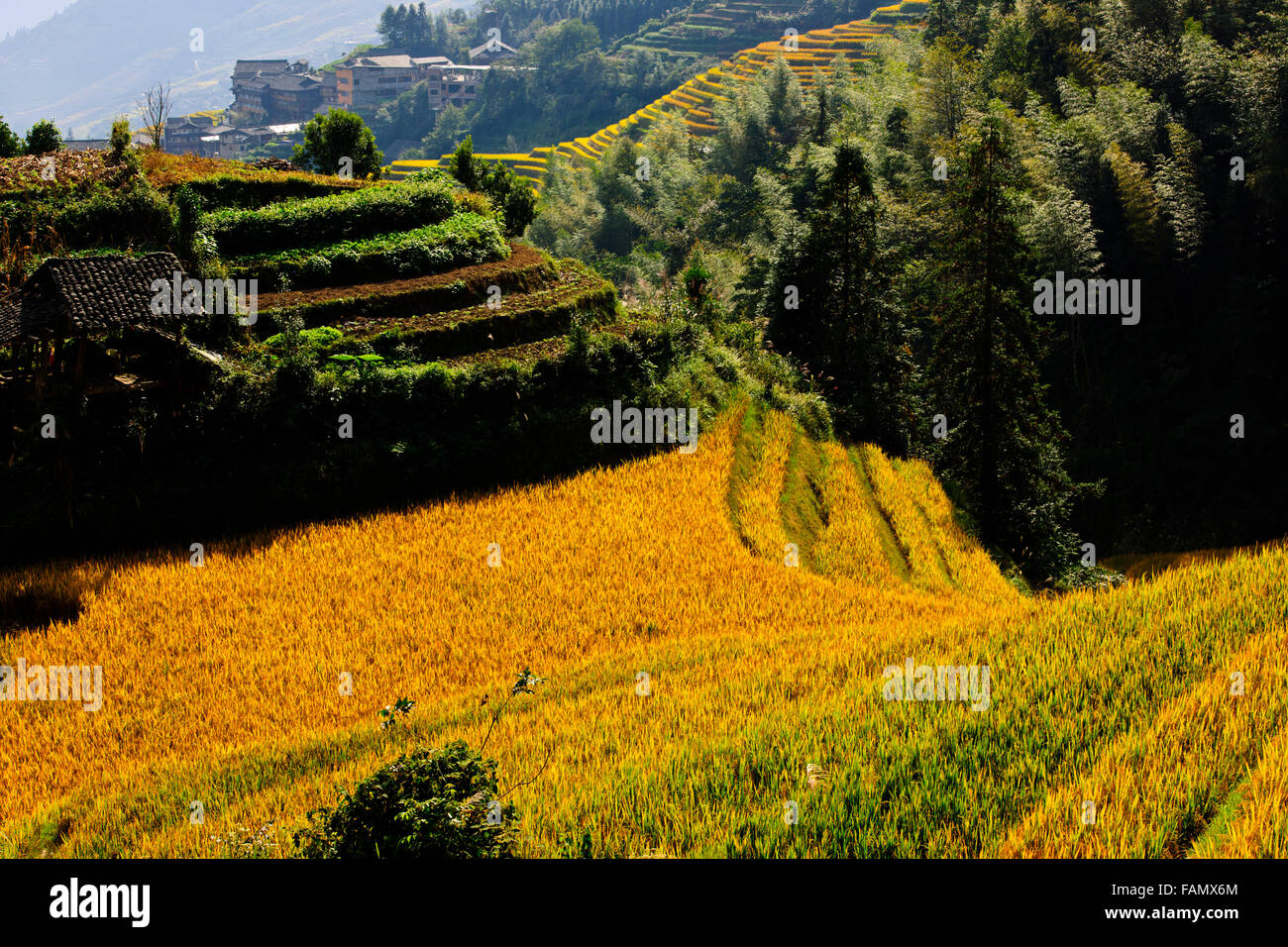 Longji Rice Terraces,Dazhai Villages, Surrounding Area,Rice Crops ...