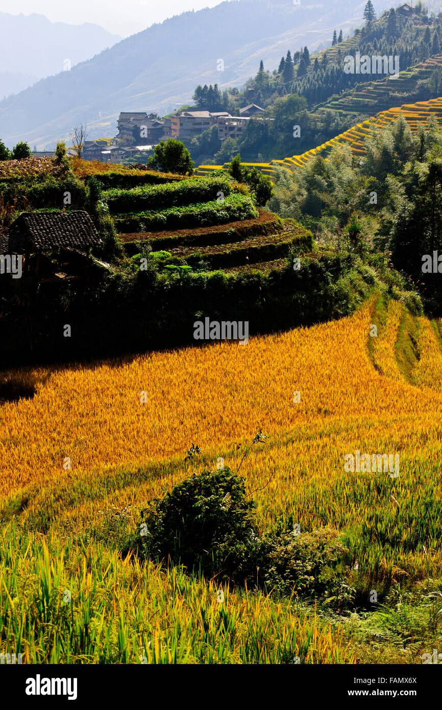 Longji Rice Terraces,Dazhai Villages, Surrounding Area,Rice Crops ...