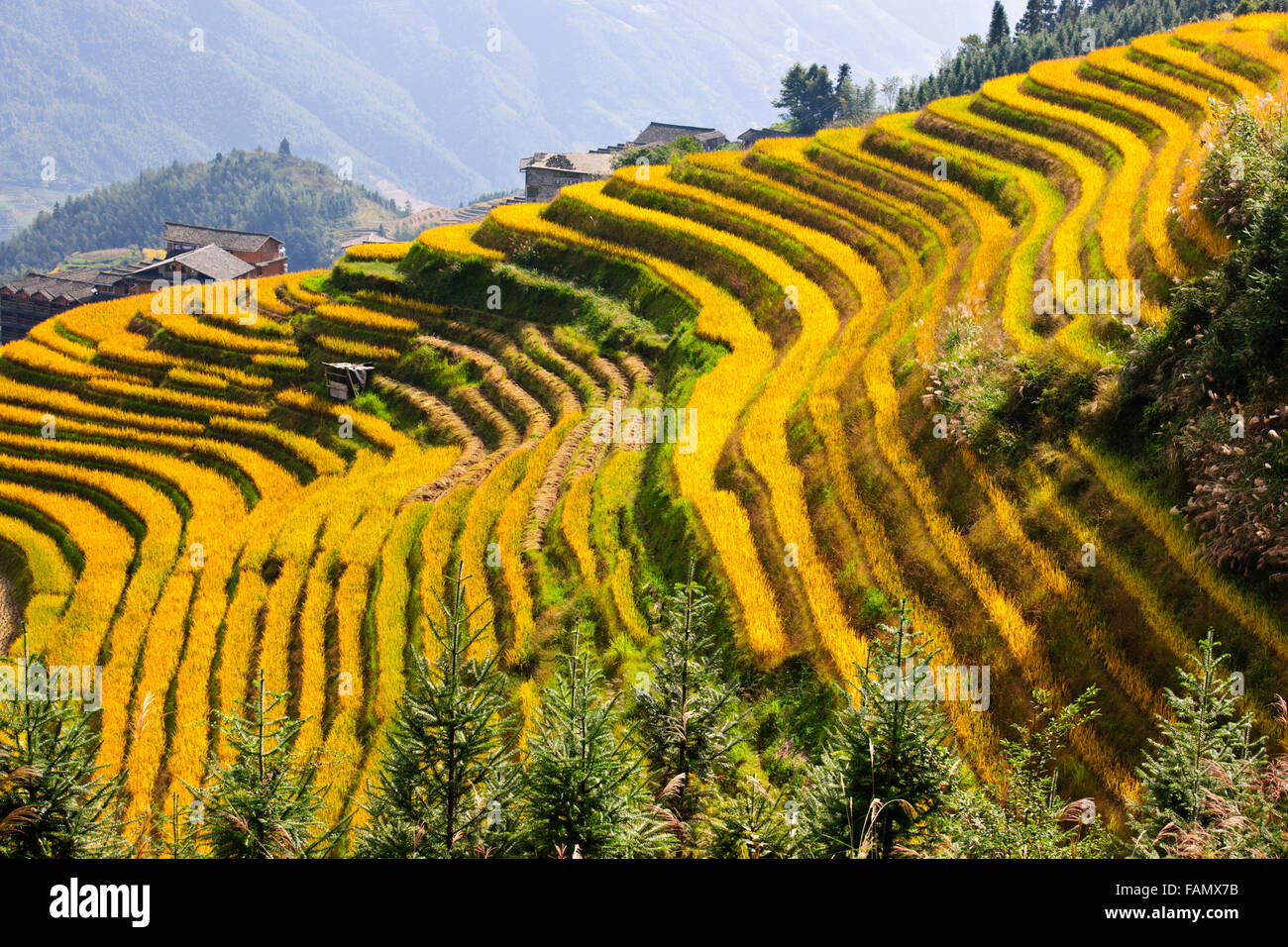 Longji Rice Terraces,Dazhai Villages, Surrounding Area,Rice Crops,Zhuang and Yao Villages ...
