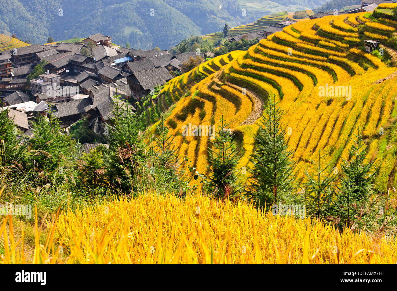 Longji Rice Terraces,Dazhai Villages, Surrounding Area,Rice Crops ...