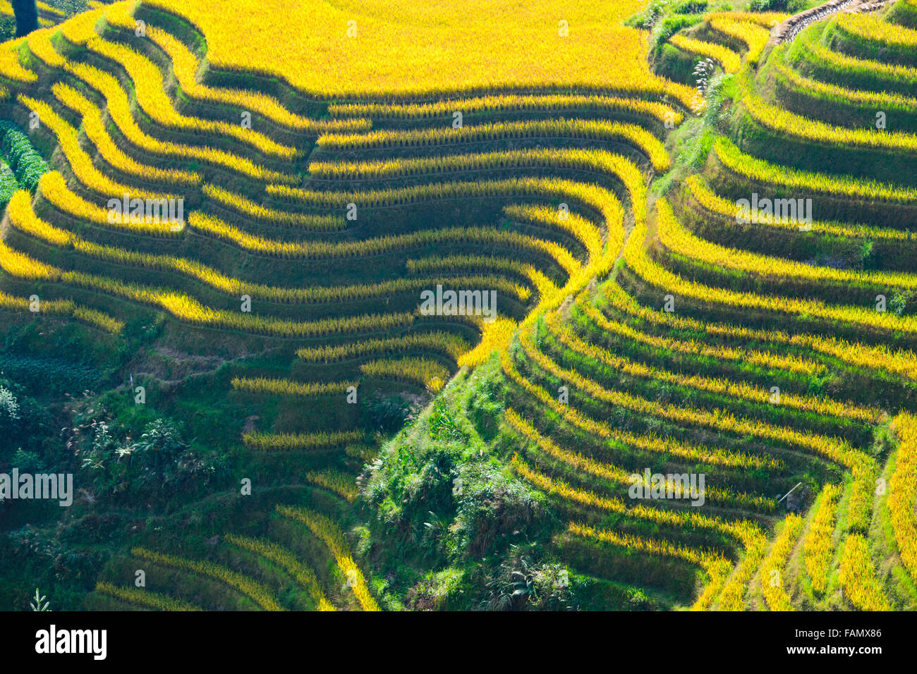 Longji Rice Terraces,Dazhai Villages, Surrounding Area,Rice Crops ...