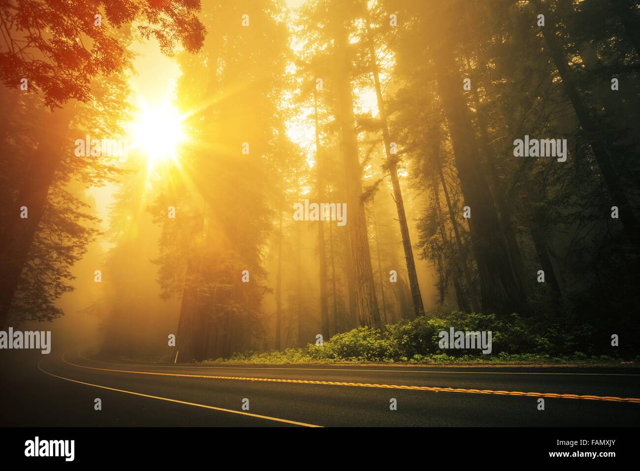 Redwood Foggy Sunset Scenery. Coastal Redwood Forest in the California ...