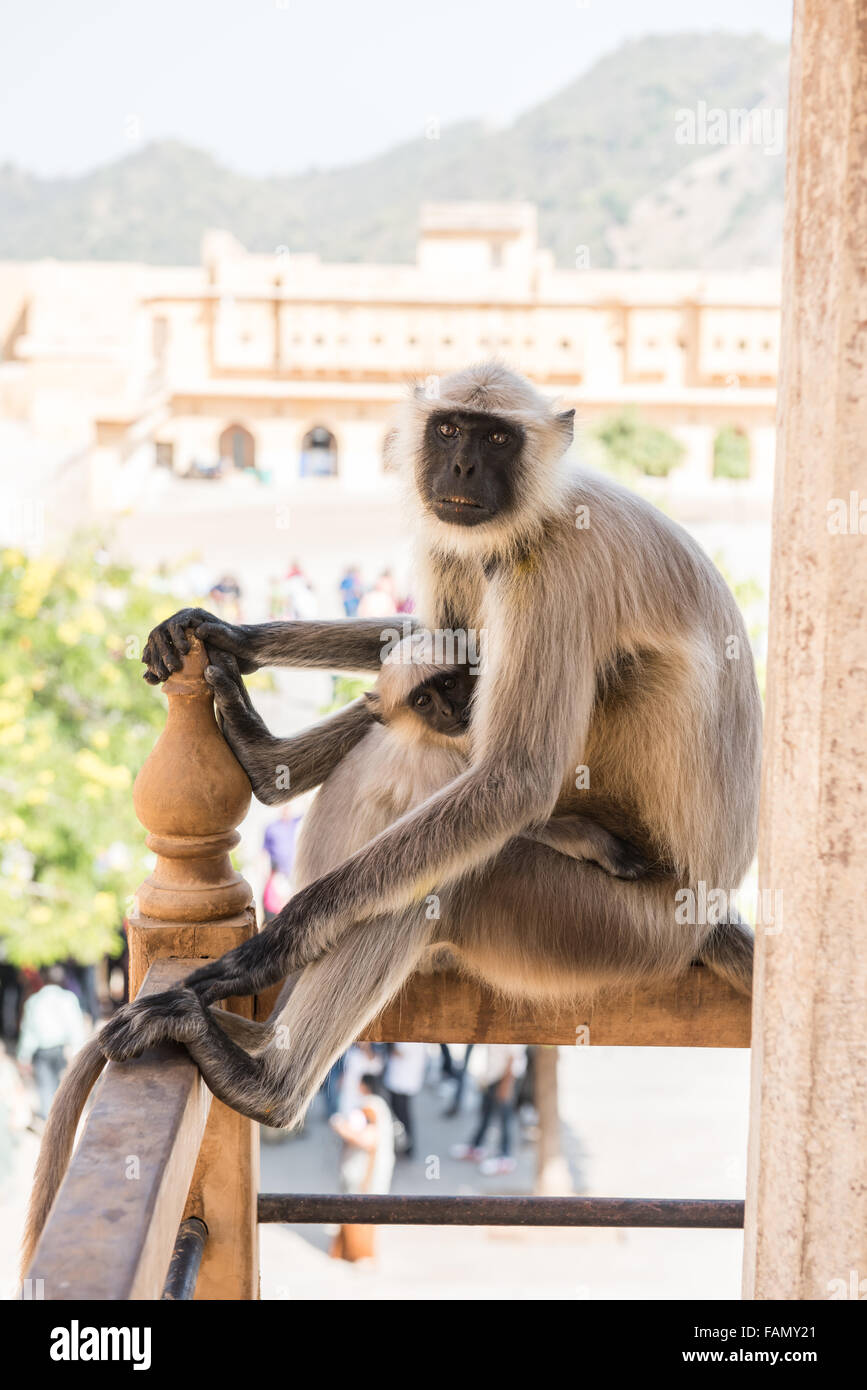 Monkey window india hi-res stock photography and images - Alamy