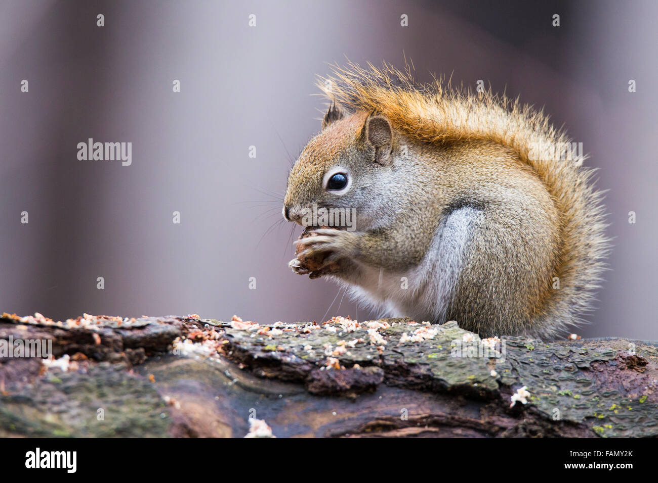 American red squirrel feeding hi-res stock photography and images - Alamy