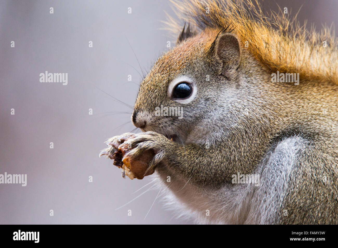 American red squirrel feeding hi-res stock photography and images - Alamy