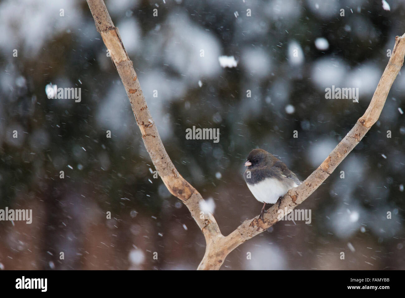 Dark-eyed Junco in winter storm Stock Photo - Alamy