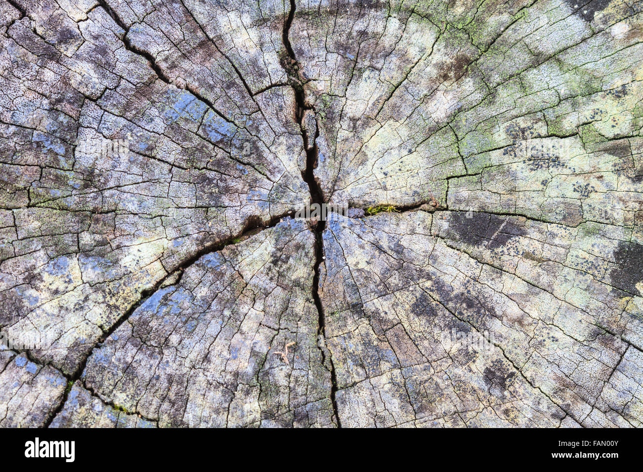 texture of bark wood use as natural background Stock Photo - Alamy