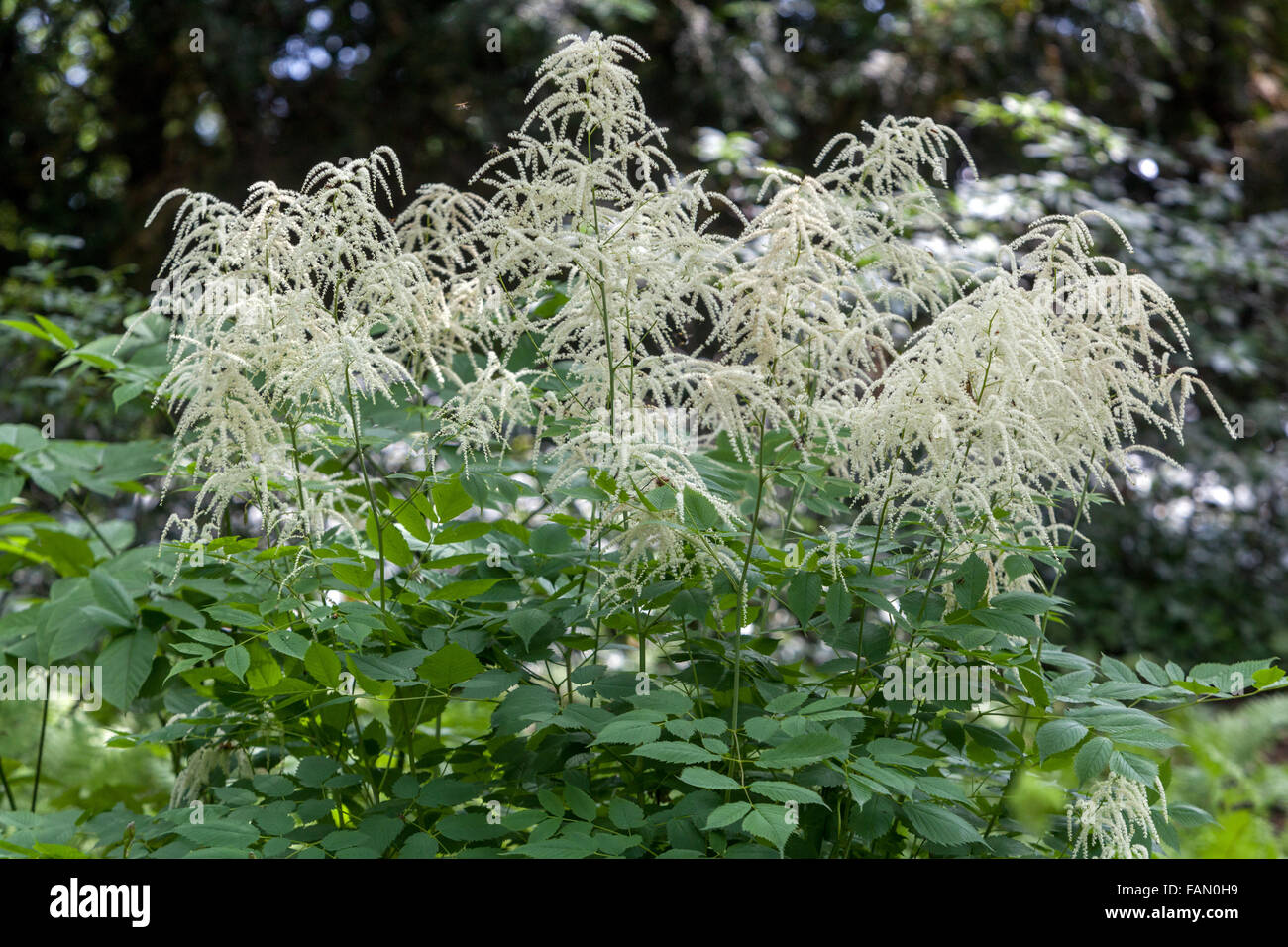 Aruncus dioicus, known as goat's beard, buck's-beard or bride's ...