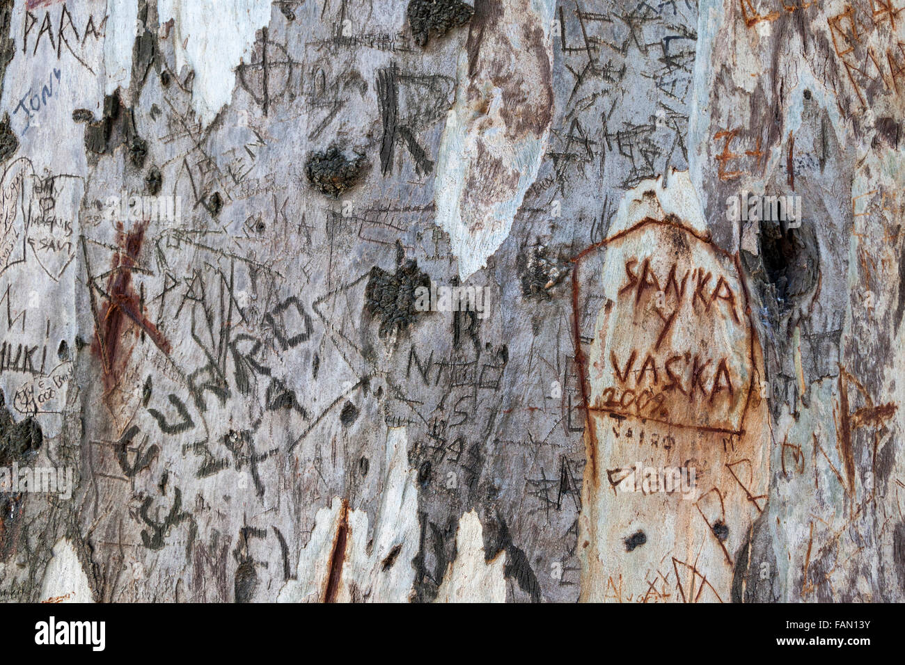 Names and messages scratched in the bark of a tree, Jardines de Murillo ...
