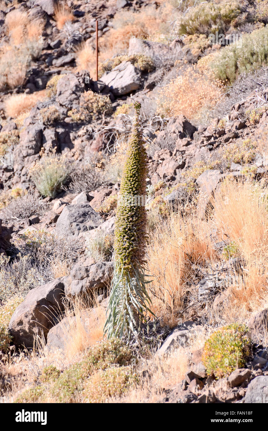Tajinaste Flower of Tenerife Island Stock Photo - Alamy