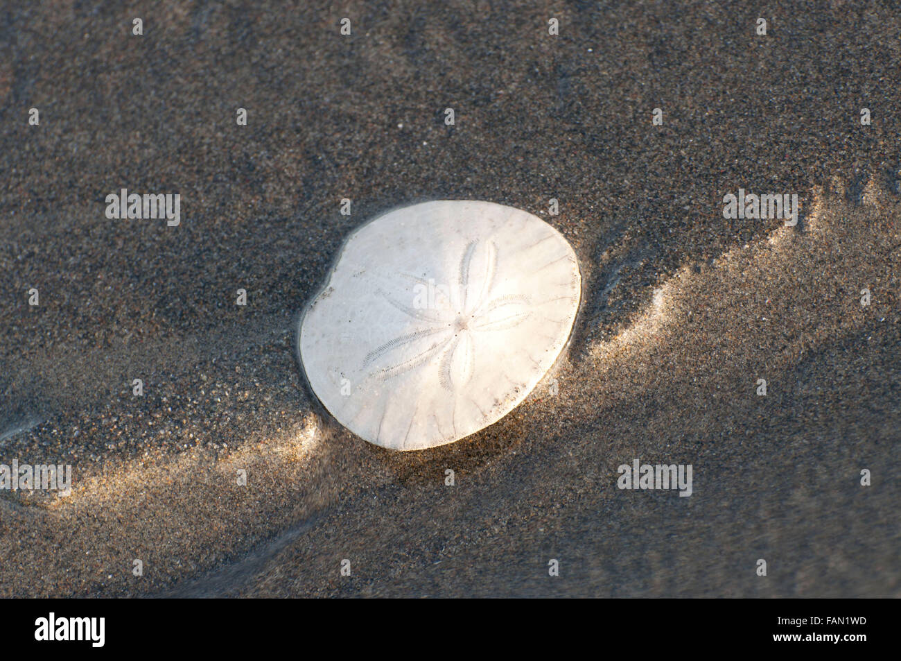 A sand dollar on the beach, photographed at Ocean Shores, WA, Grays ...