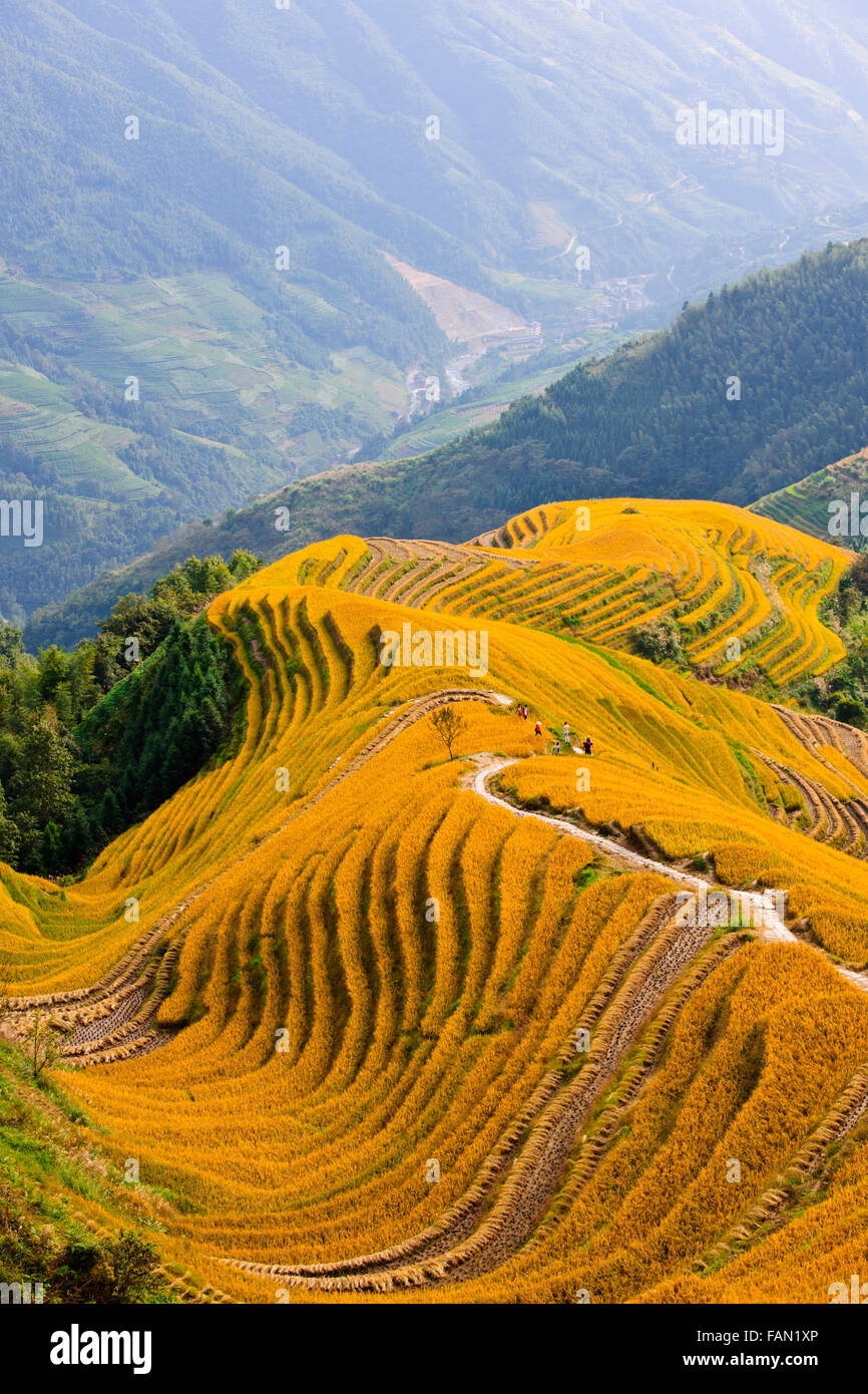 Longji Rice Terraces,Dazhai Villages, Surrounding Area,Rice Crops ...