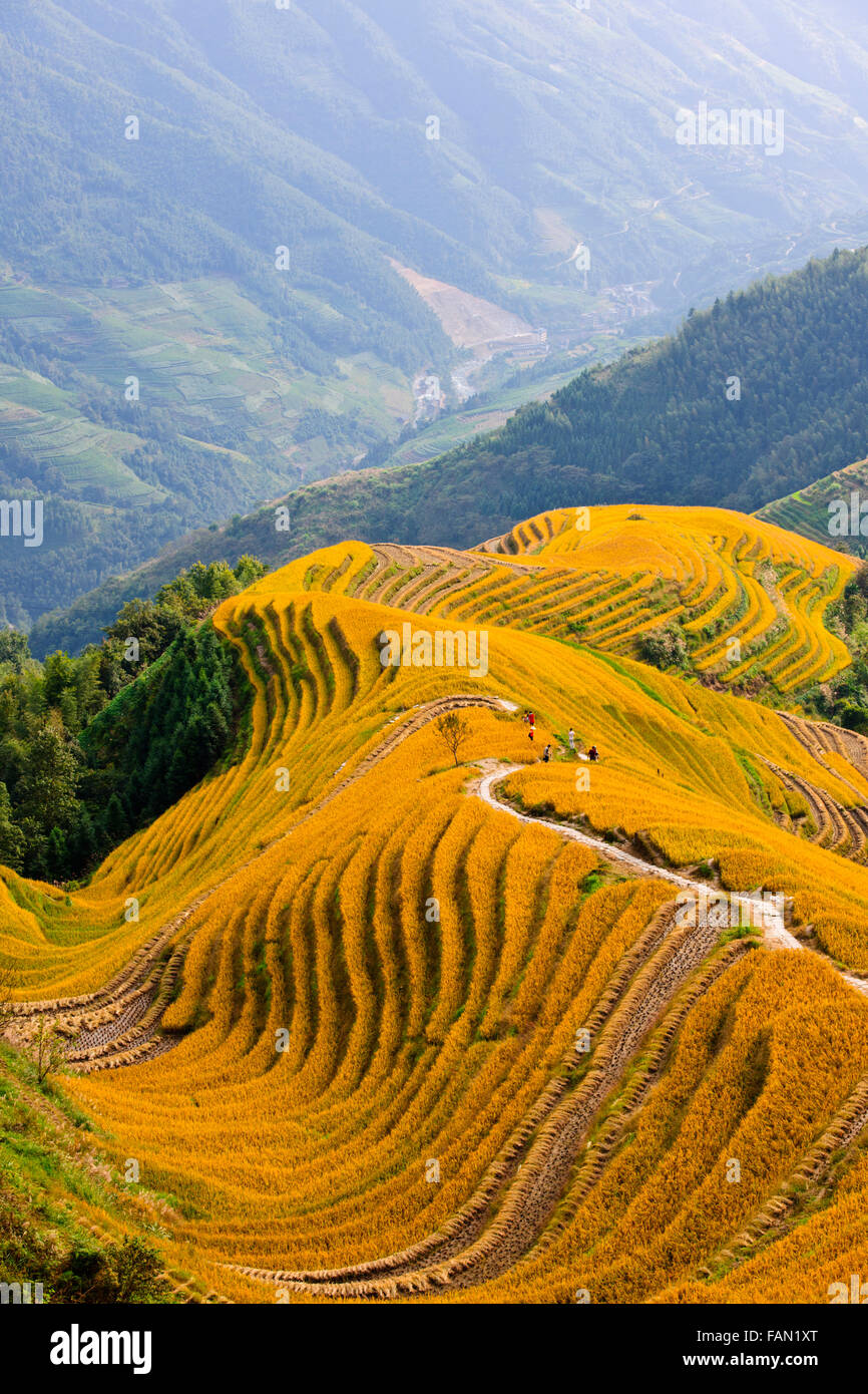 Longji Rice Terraces,Dazhai Villages, Surrounding Area,Rice Crops ...