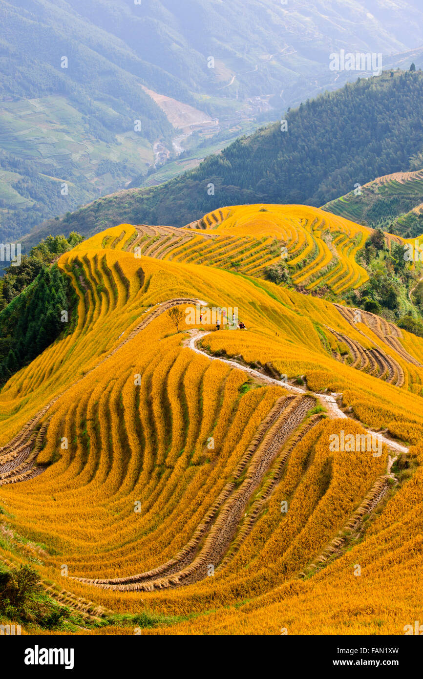 Longji Rice Terraces,Dazhai Villages, Surrounding Area,Rice Crops ...