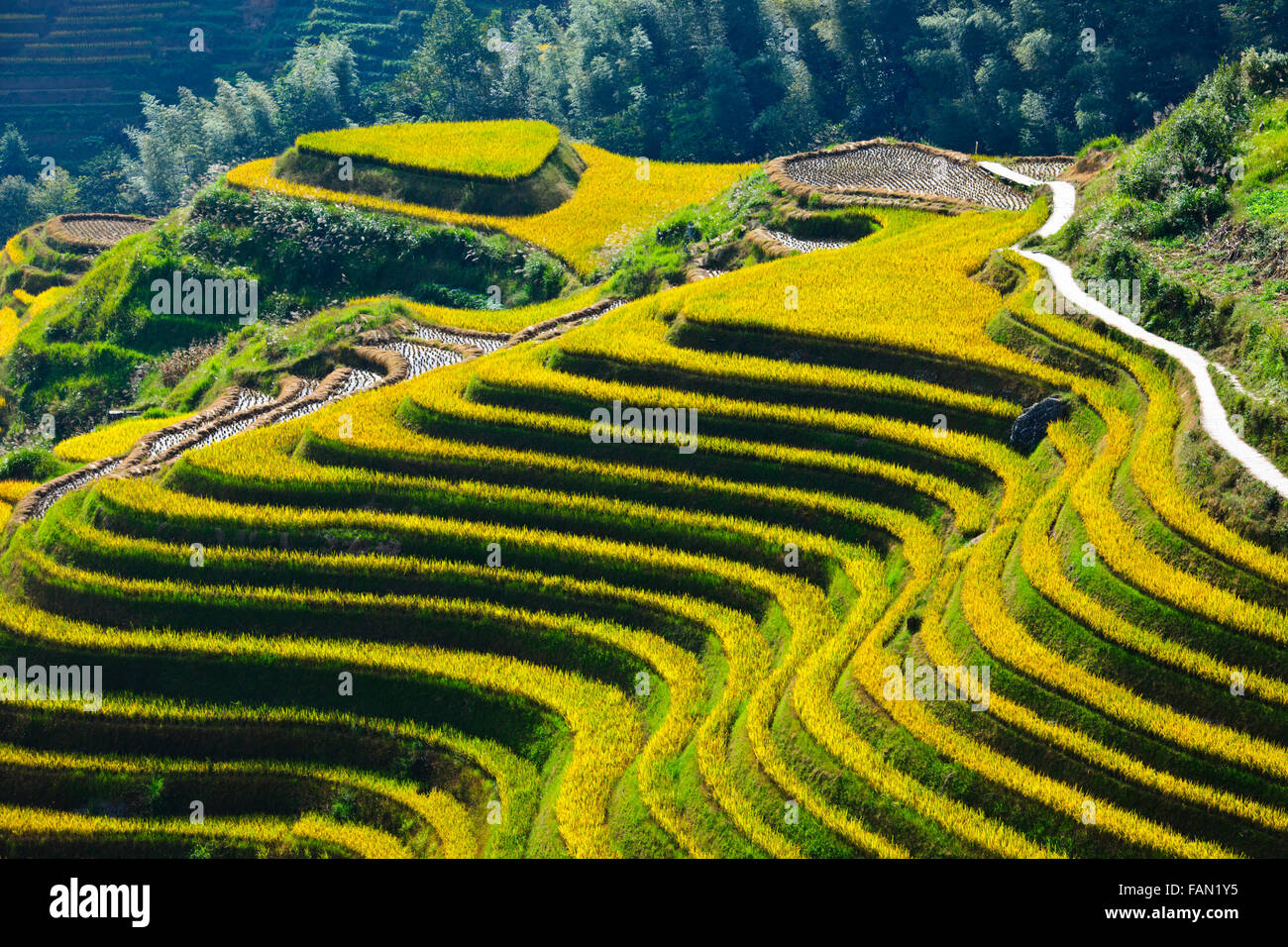 Longji Rice Terraces,Dazhai Villages, Surrounding Area,Rice Crops ...