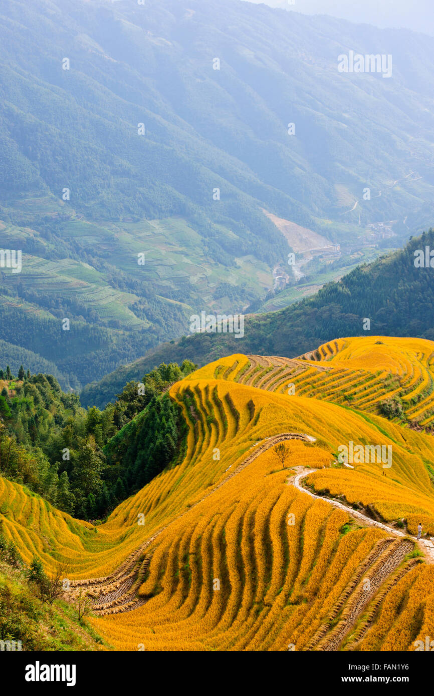 Longji Rice Terraces,Dazhai Villages, Surrounding Area,Rice Crops ...