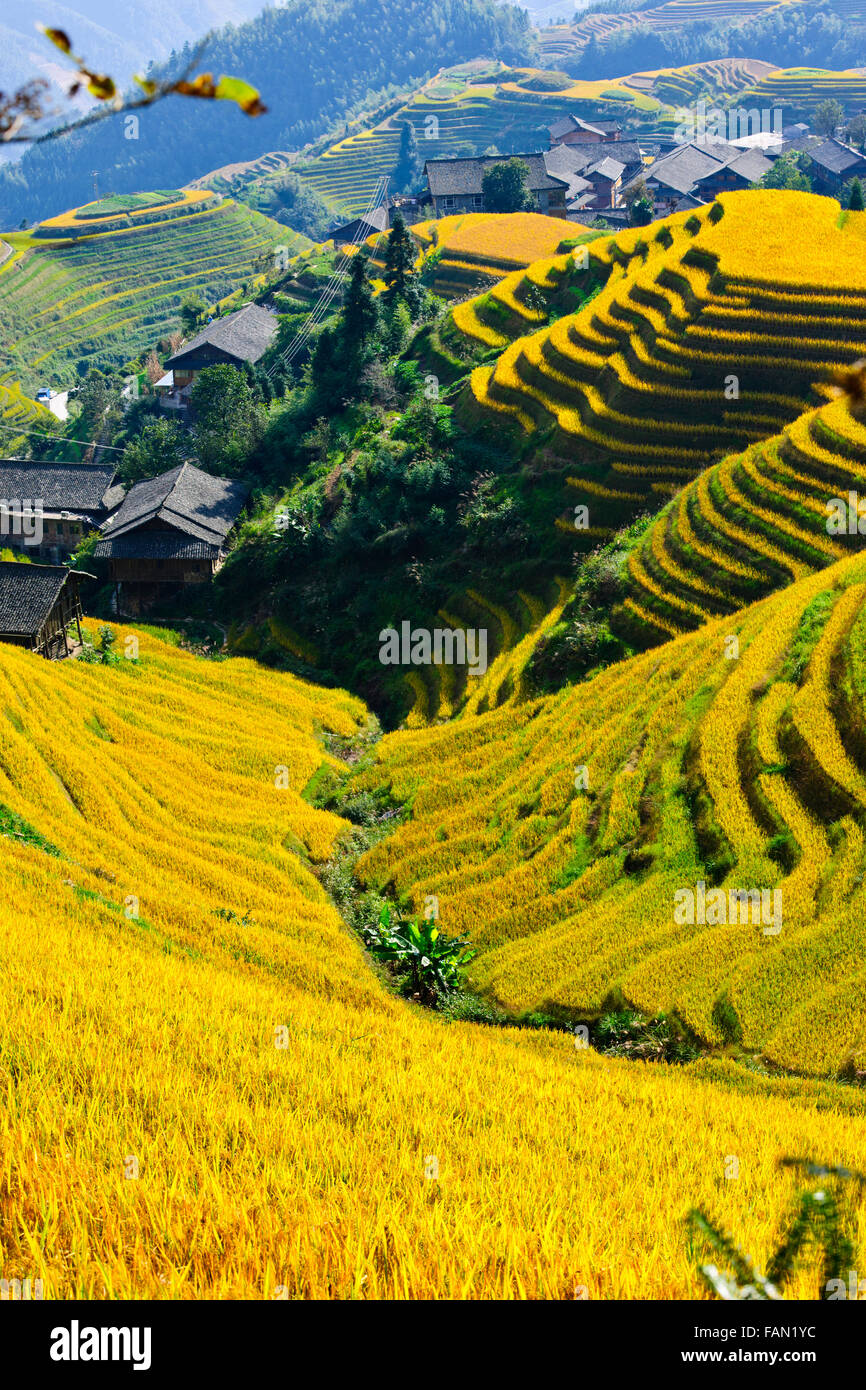 Longji Rice Terraces,Dazhai Villages, Surrounding Area,Rice Crops ...