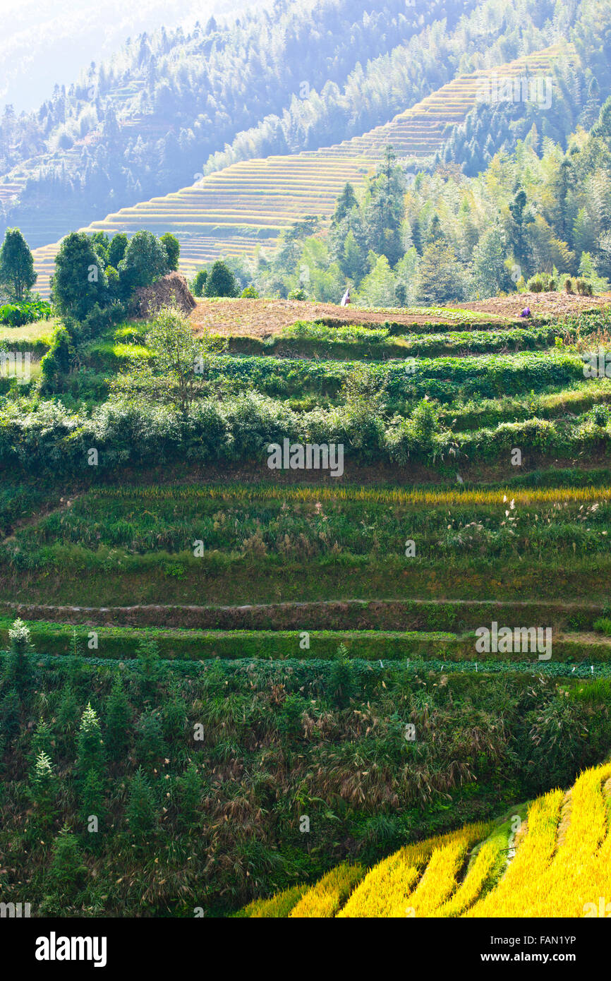 Longji Rice Terraces,Dazhai Villages, Surrounding Area,Rice Crops ...