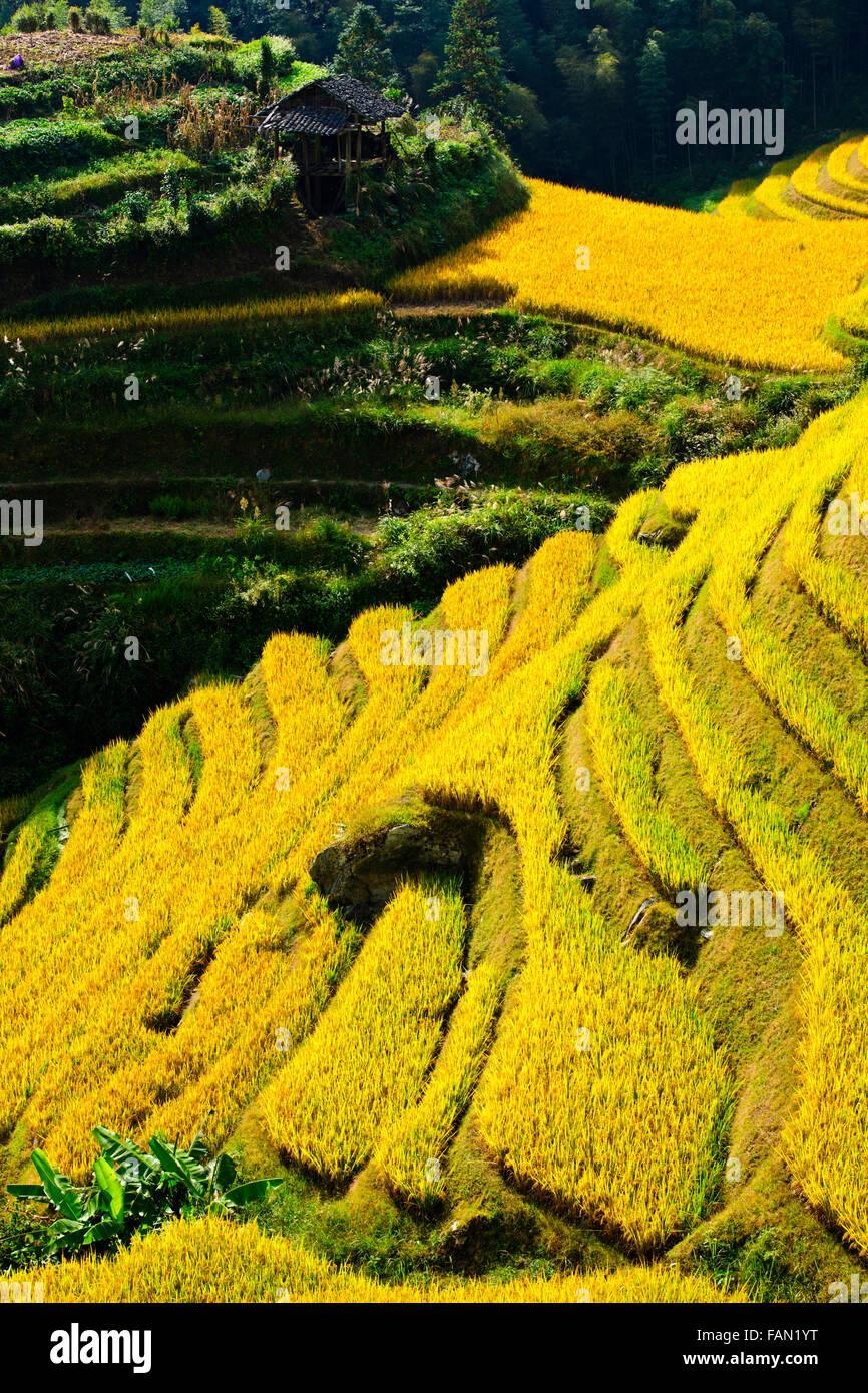 Longji Rice Terraces,Dazhai Villages, Surrounding Area,Rice Crops ...
