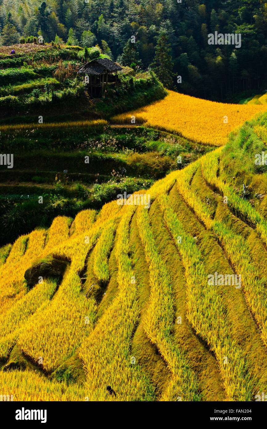 Longji Rice Terraces,Dazhai Villages, Surrounding Area,Rice Crops ...