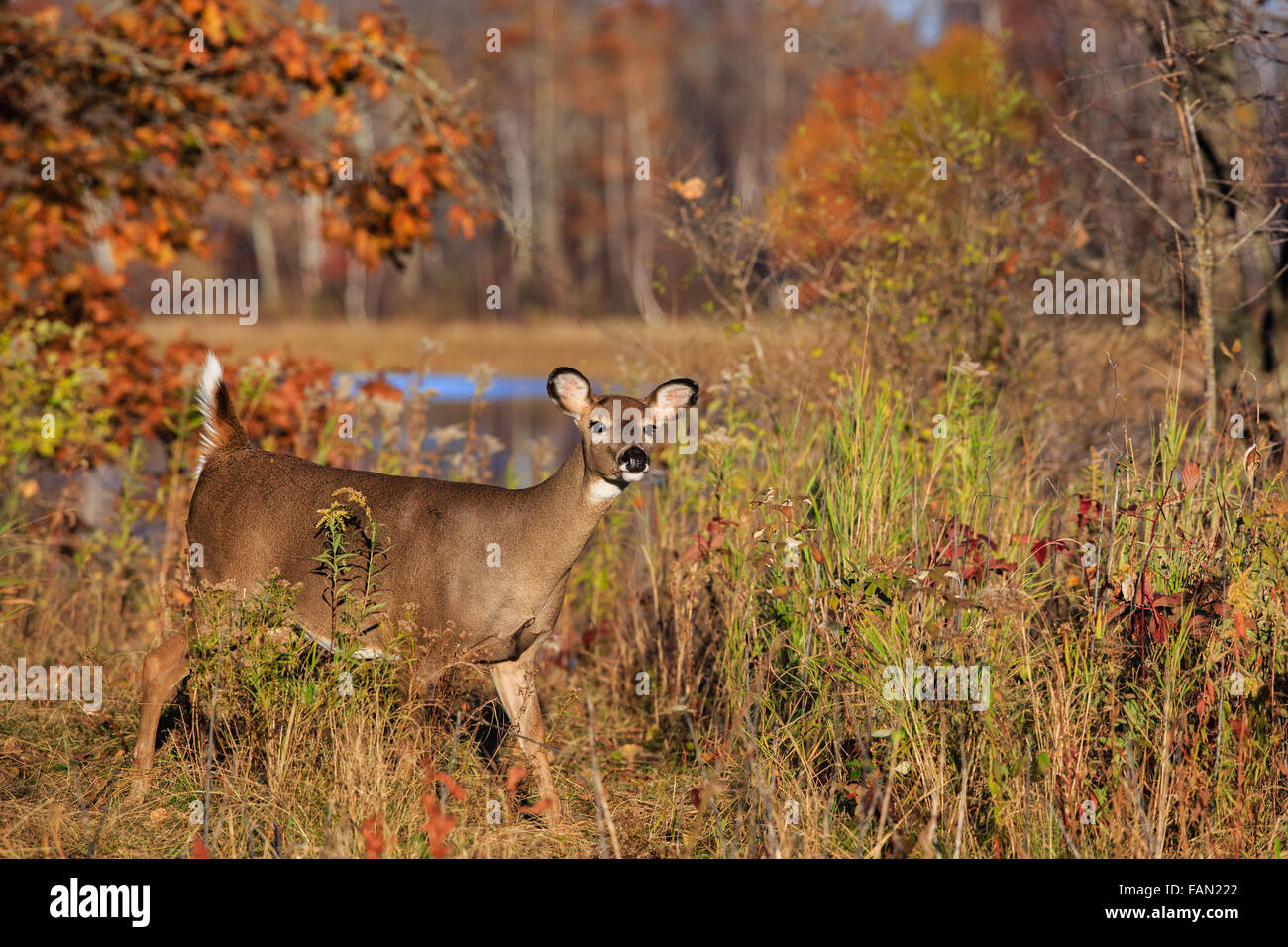 White tail deer tree hi-res stock photography and images - Alamy