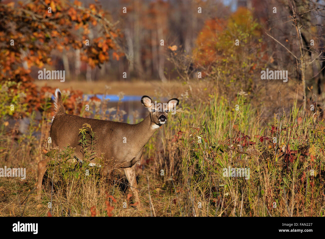 One white tail doe hi-res stock photography and images - Alamy