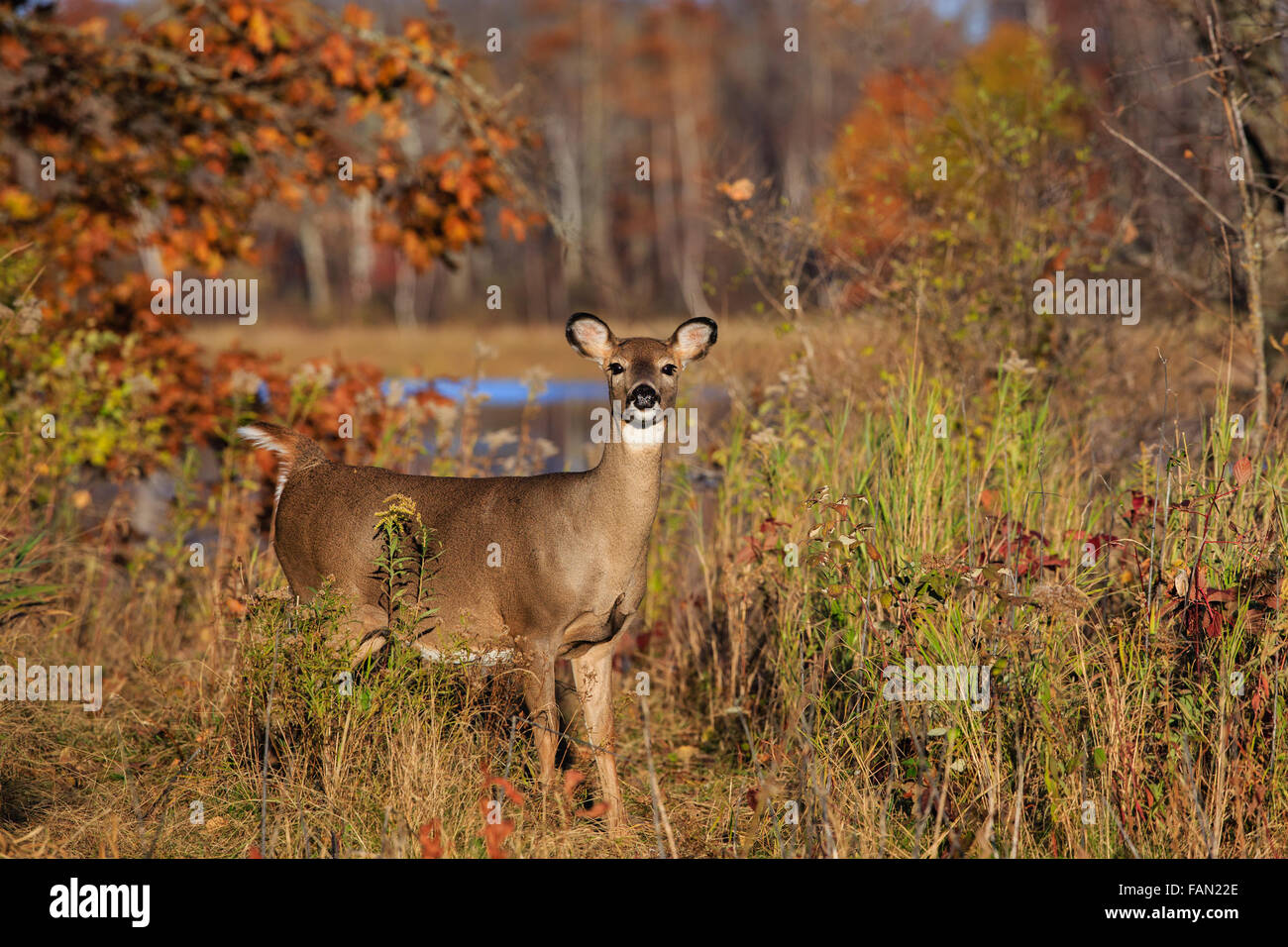 Nervous deer hi-res stock photography and images - Alamy