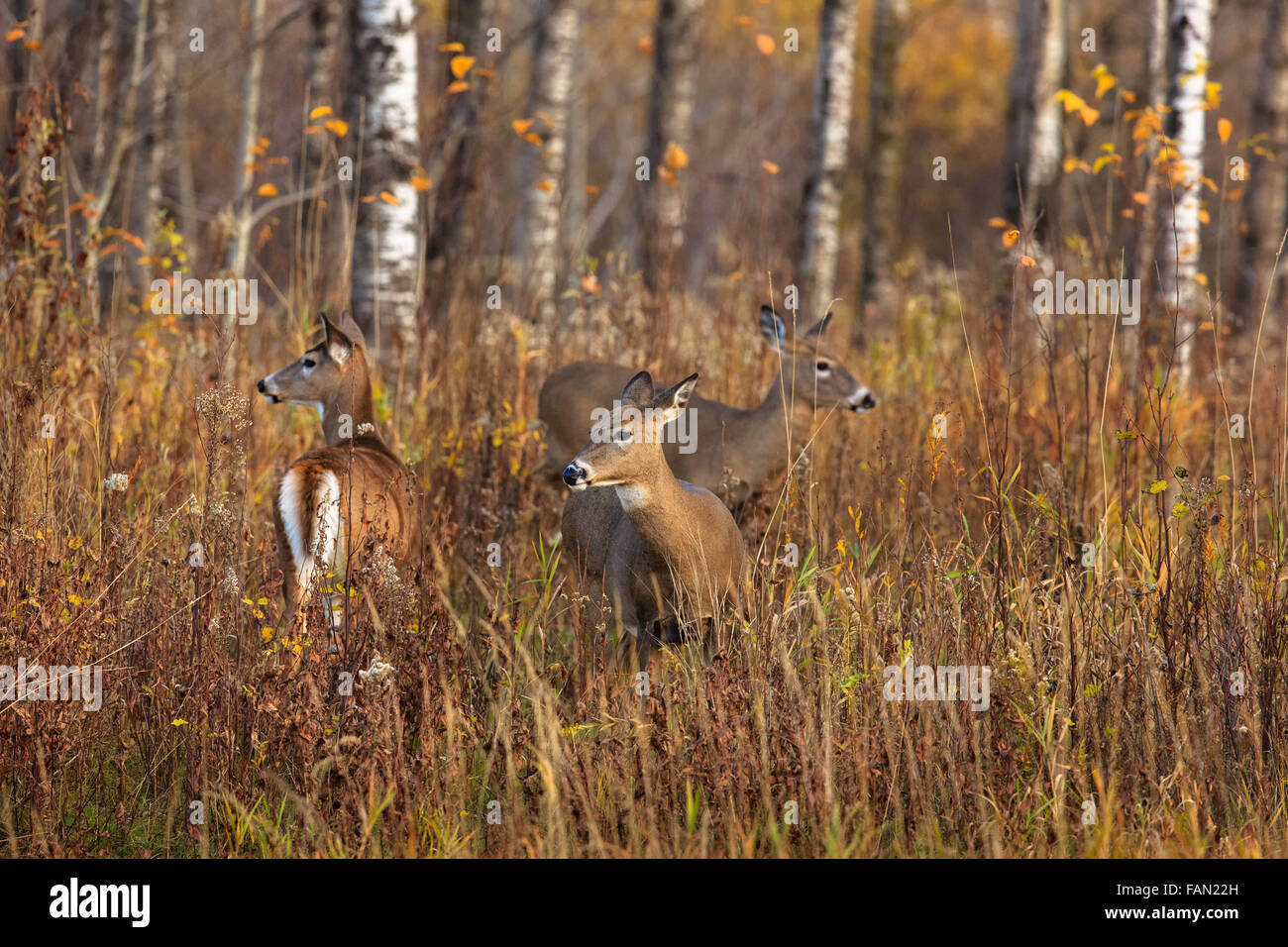 Three whitetails hi-res stock photography and images - Alamy