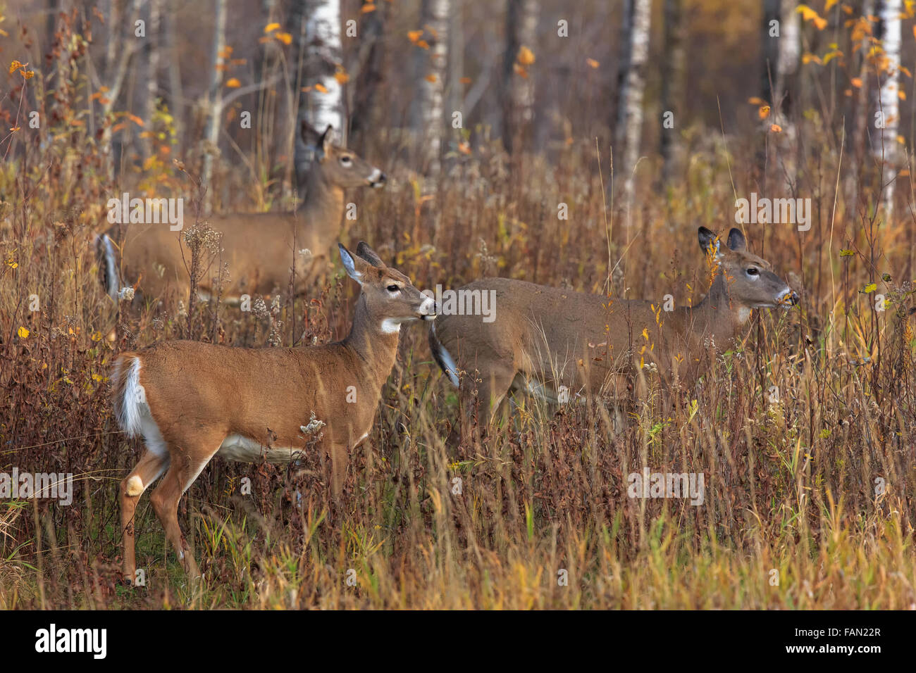 Deer autumn group hi-res stock photography and images - Alamy