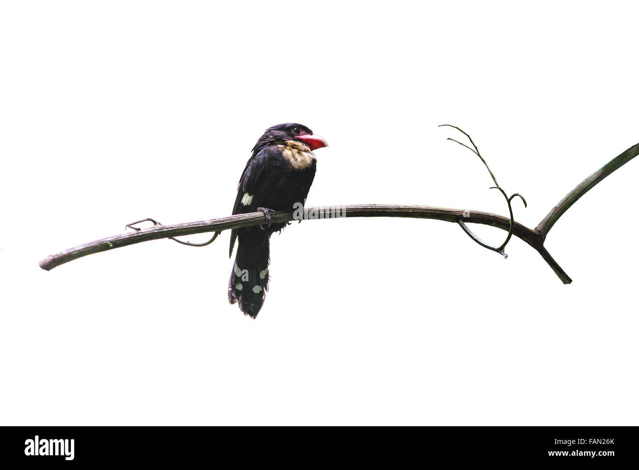 Close up portrait of Dusky Broadbill (Corydon sumatranus) perching a ...