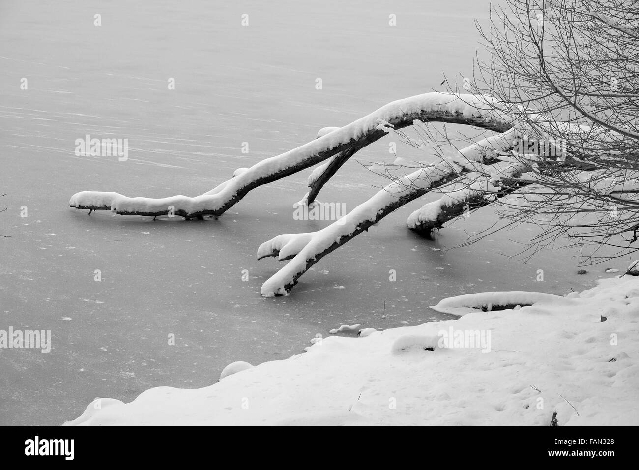 Tree branches hang over lake hi-res stock photography and images - Alamy