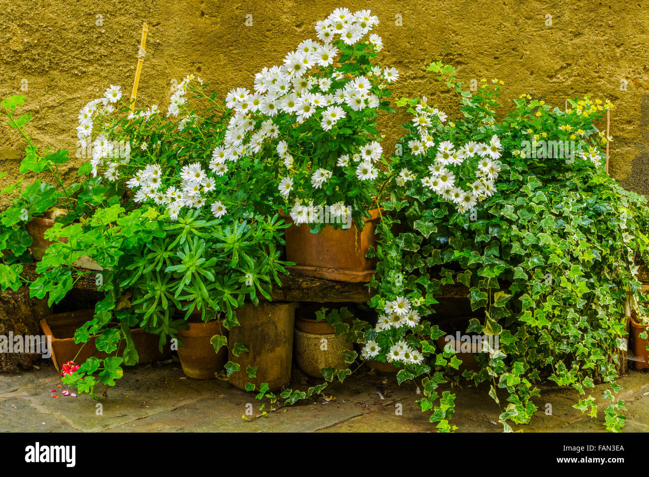 flower pots in streets of Pienza, Italy Stock Photo - Alamy